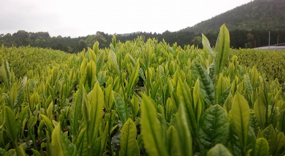Single Field Teas From Uji | Rishouen Tea